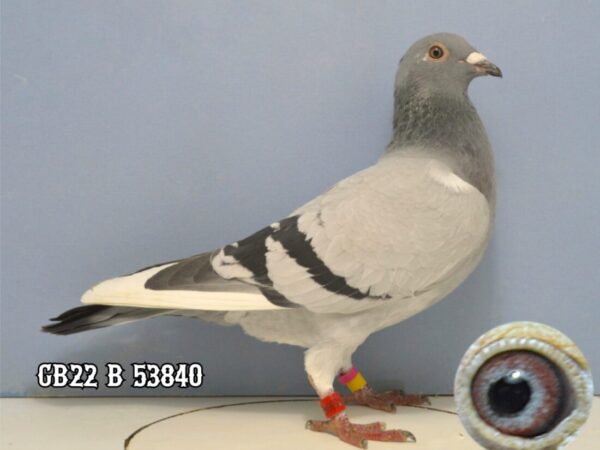 Finished Auctions - SPA Pigeon Auctions