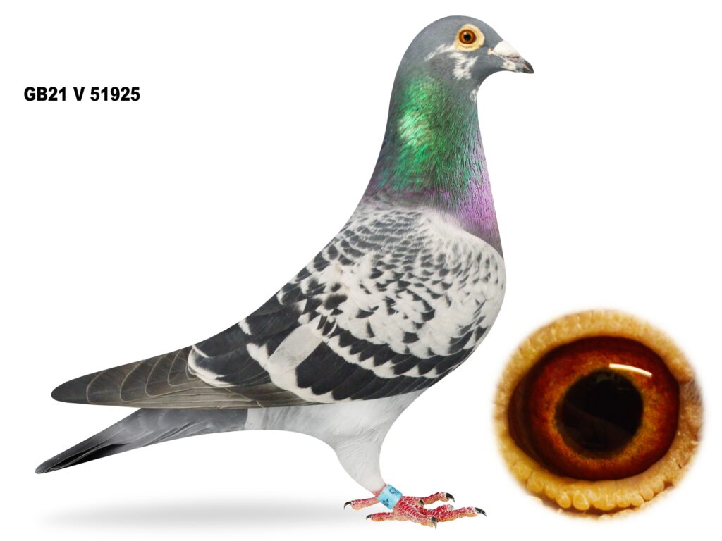 Finished Auctions - SPA Pigeon Auctions
