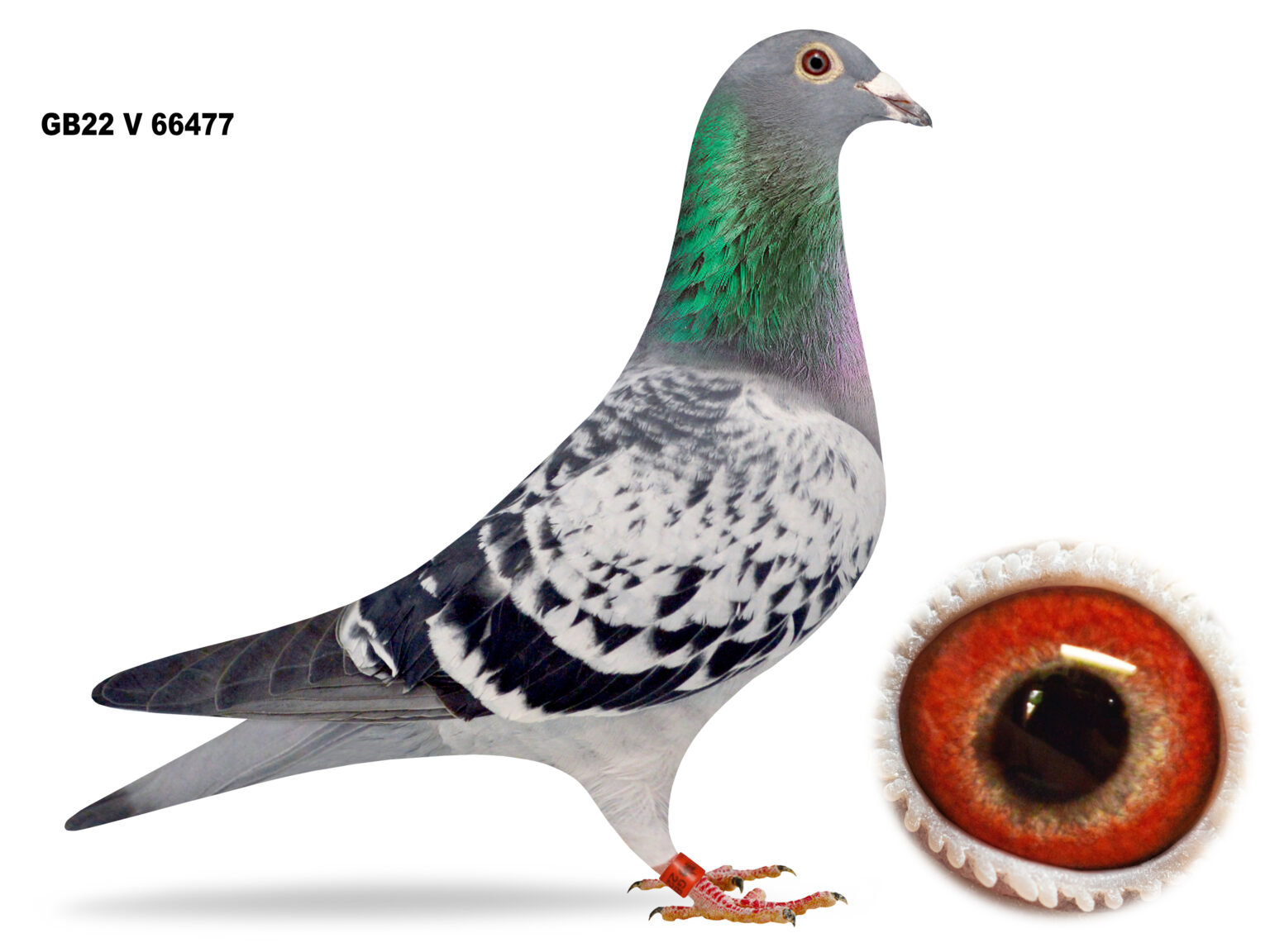 Finished Auctions - SPA Pigeon Auctions