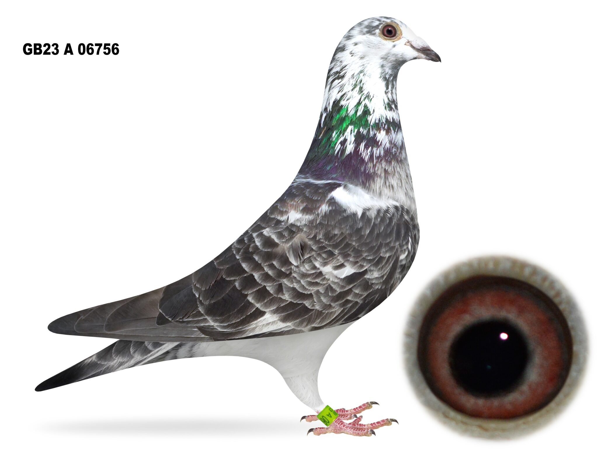 Current Auctions - SPA Pigeon Auctions