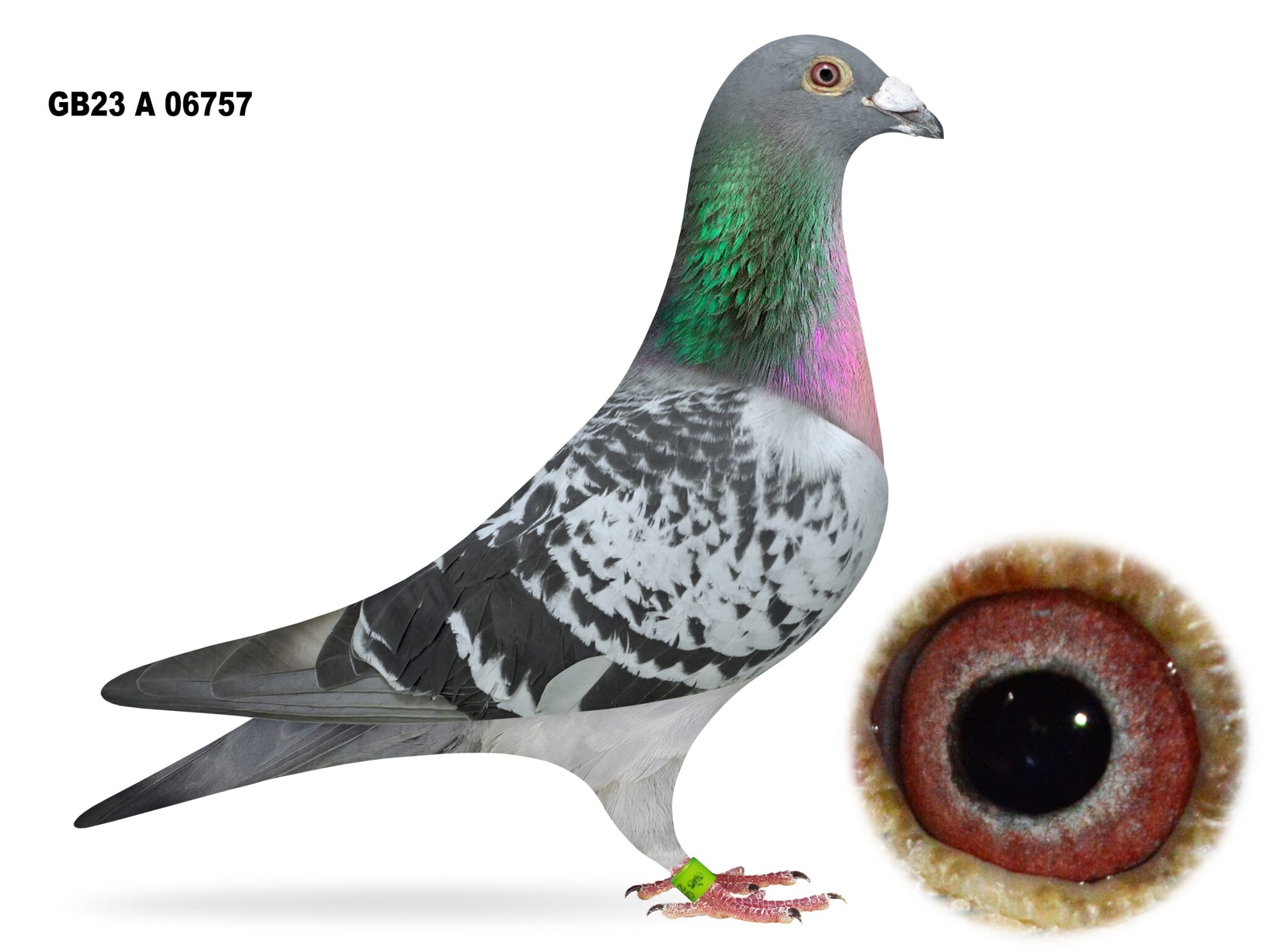 Current Auctions - SPA Pigeon Auctions