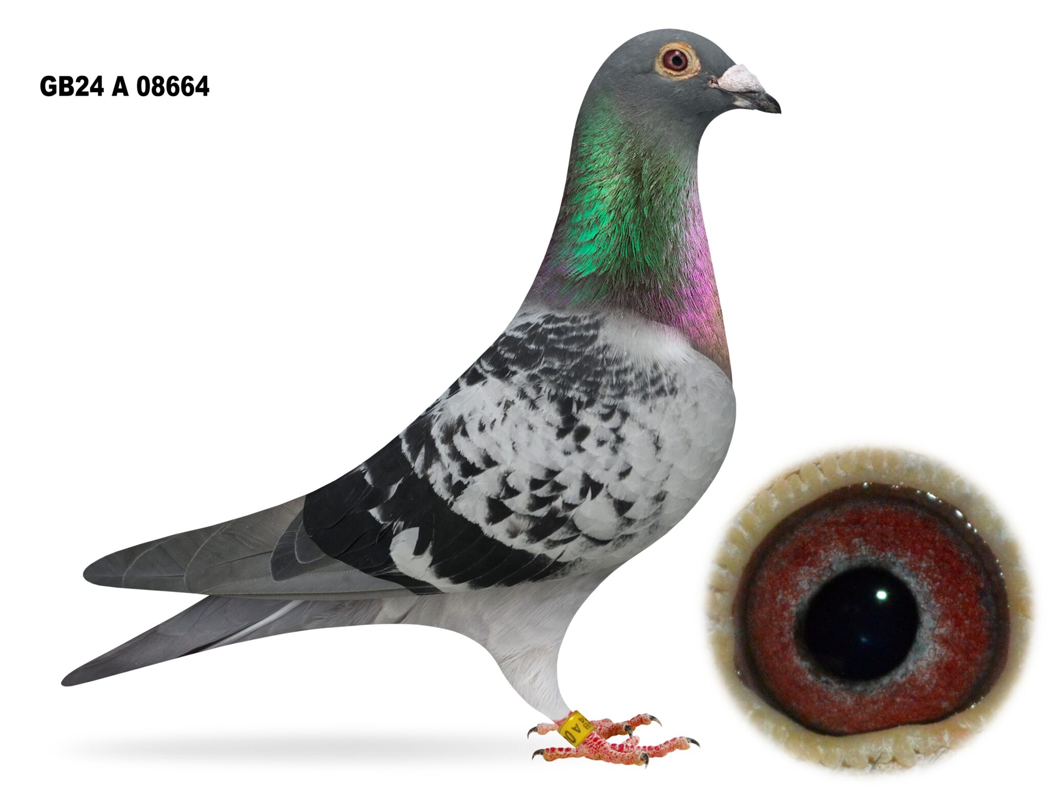 Current Auctions - SPA Pigeon Auctions