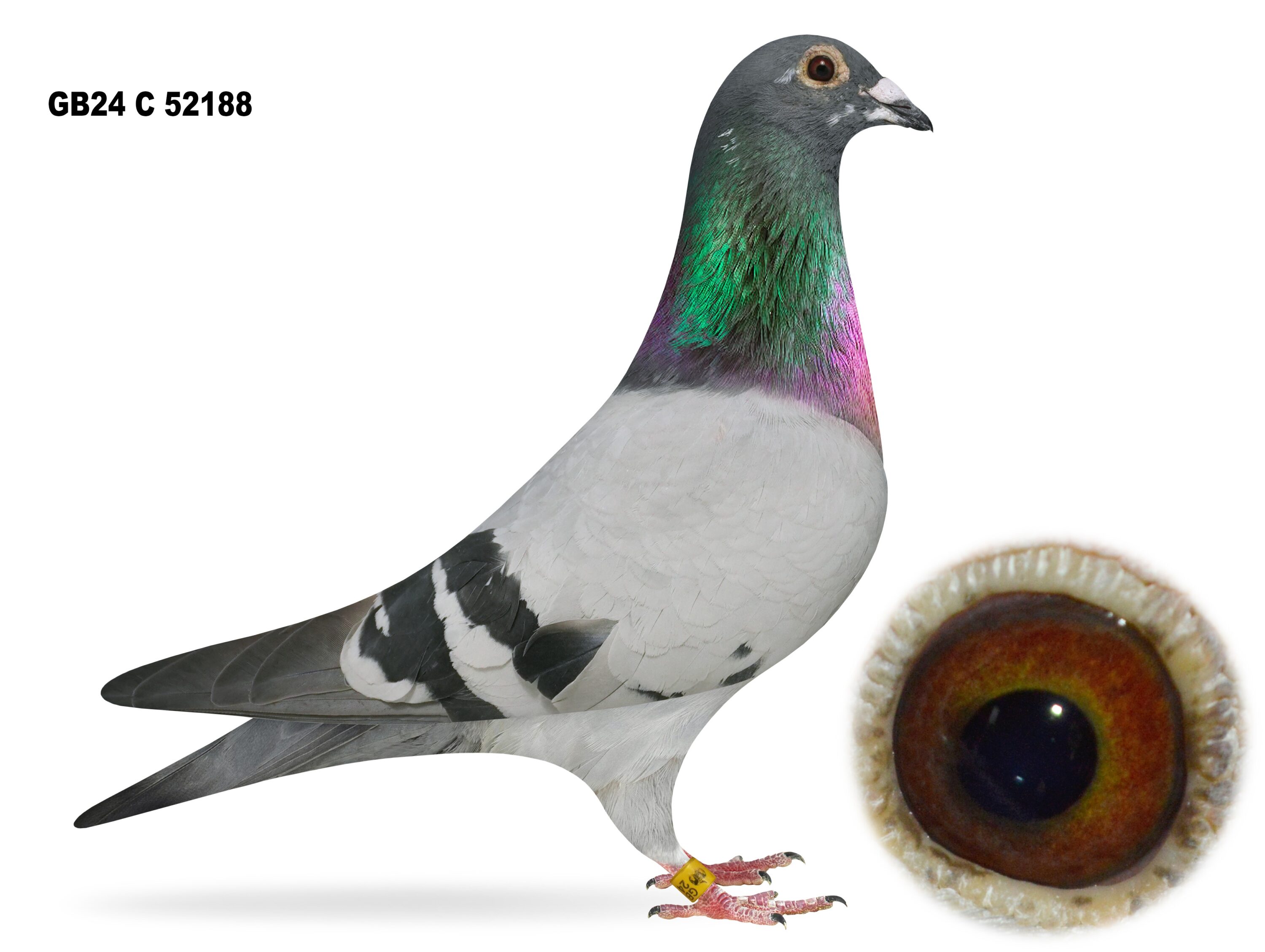 United Lofts - Lot 41 - GB24 C 52188 - Blue Flight Cock - Half Bro ...