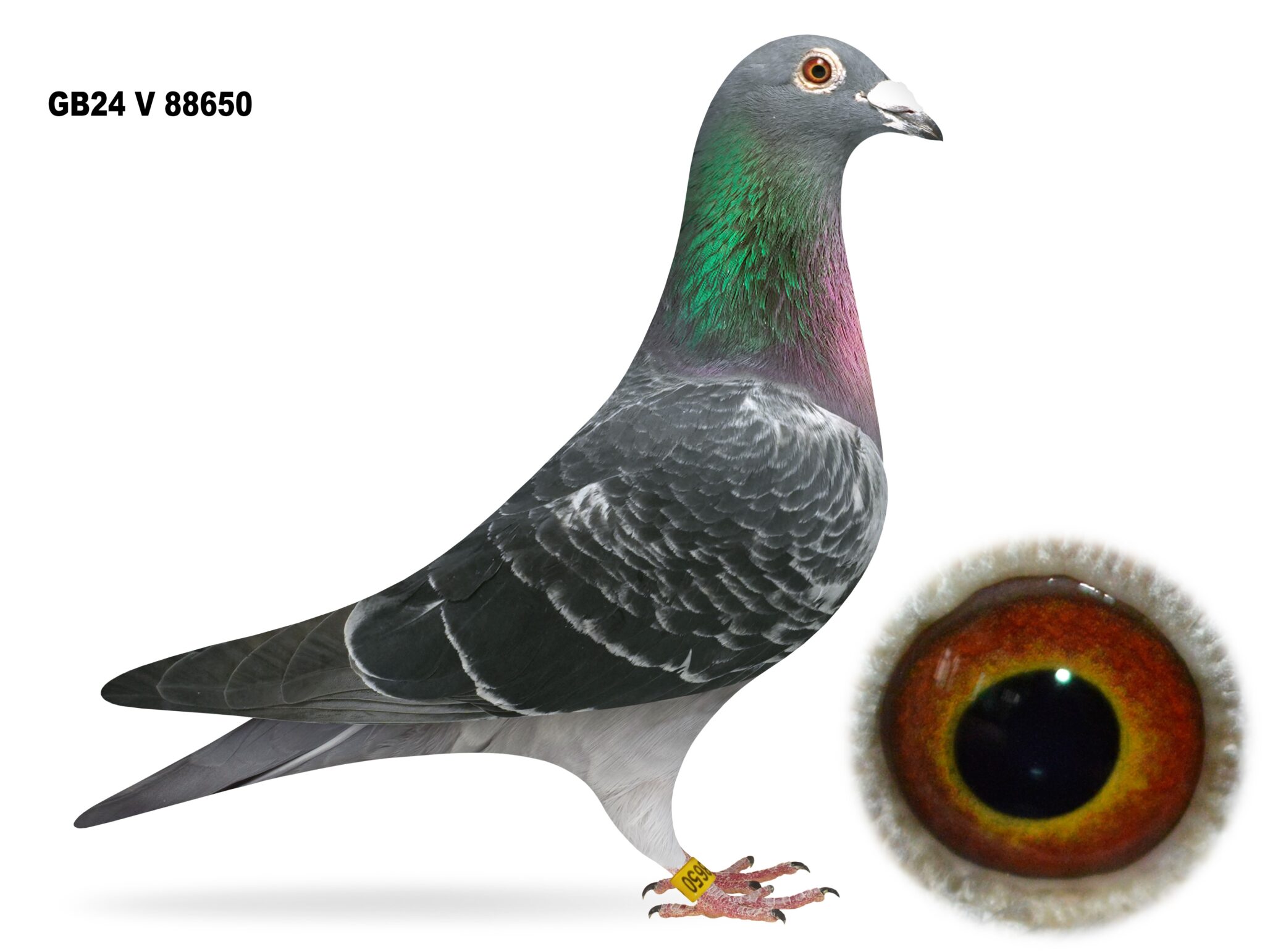 Current Auctions - SPA Pigeon Auctions