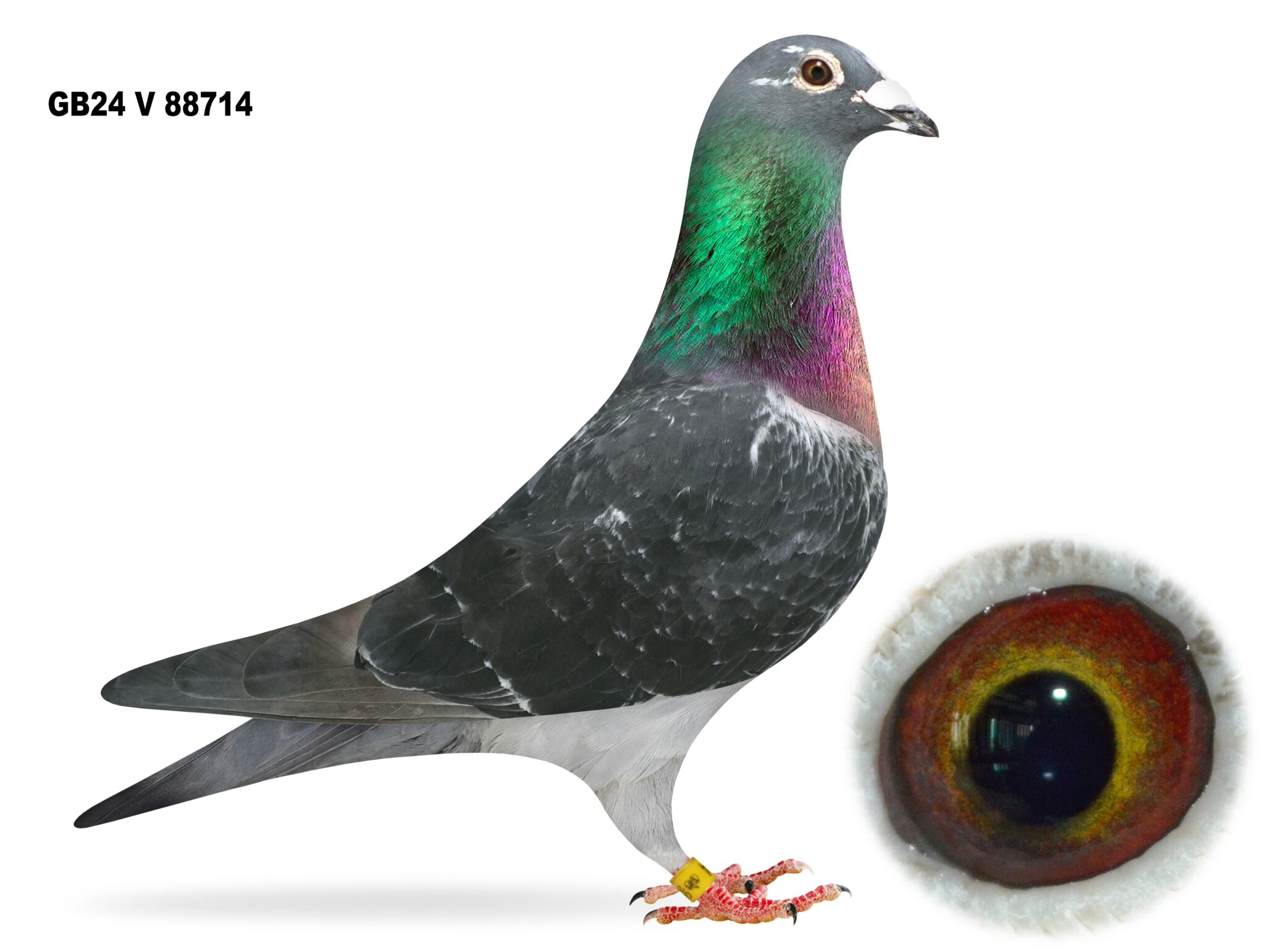 Current Auctions - SPA Pigeon Auctions