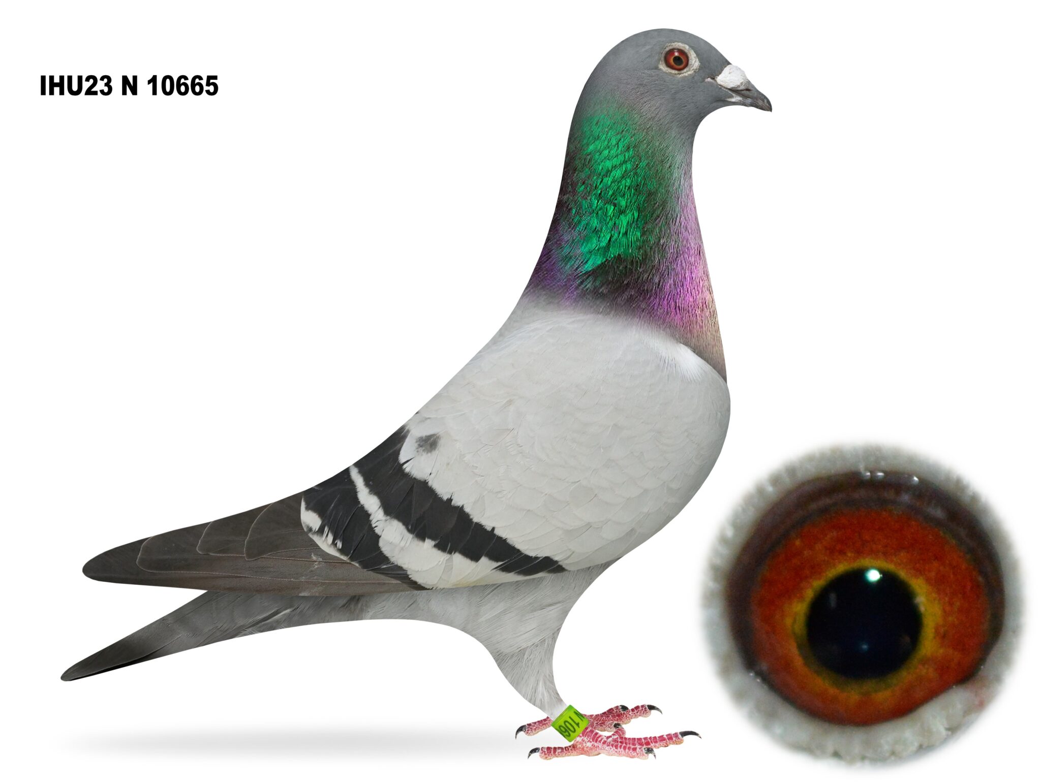 Current Auctions - SPA Pigeon Auctions