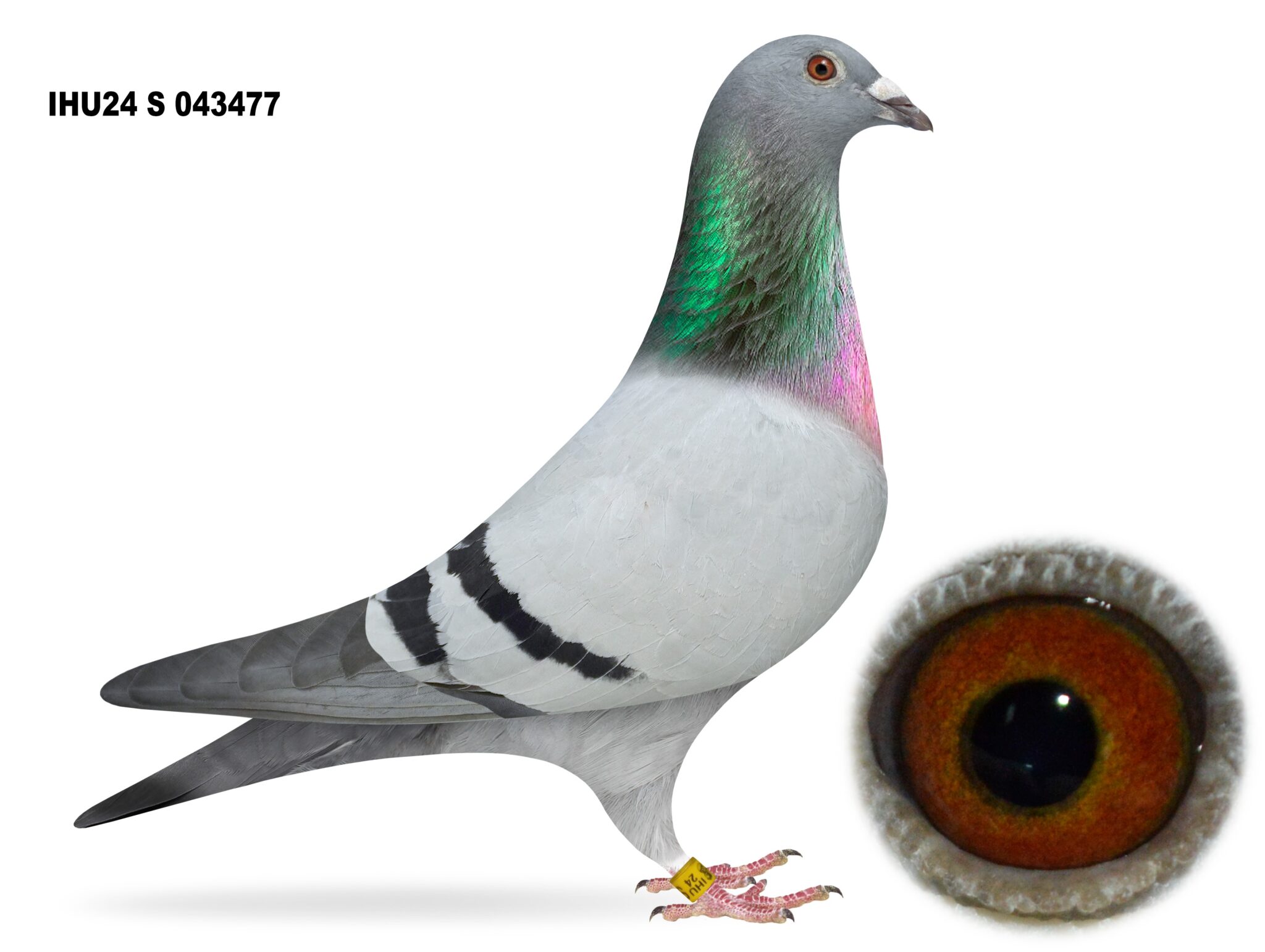 Home - SPA Pigeon Auctions