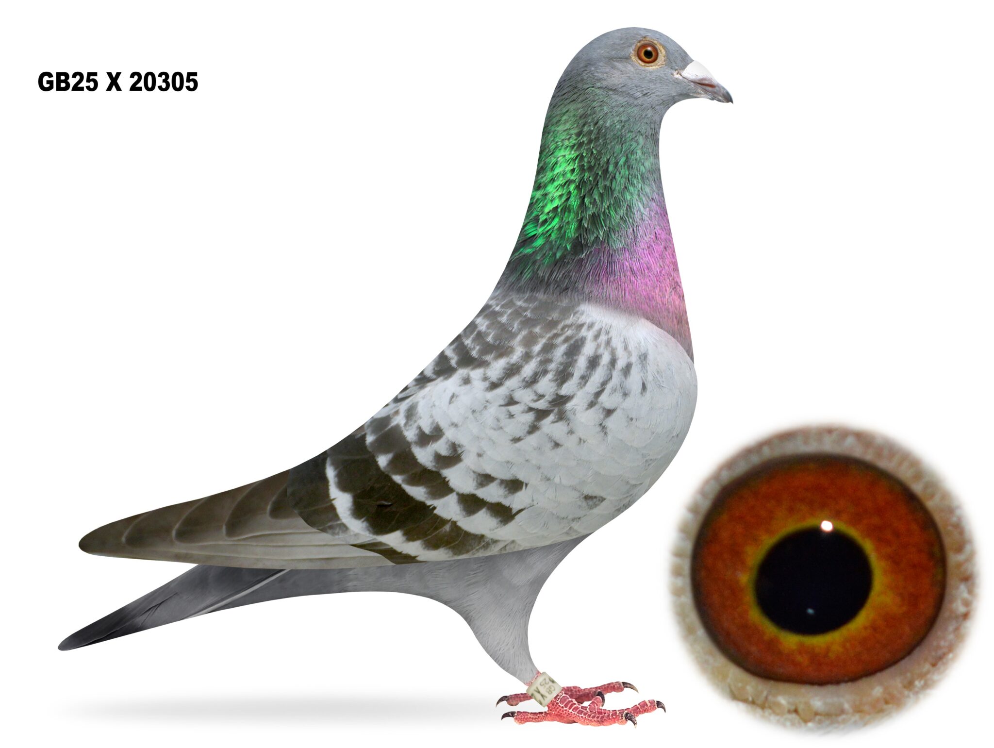 Current Auctions - SPA Pigeon Auctions