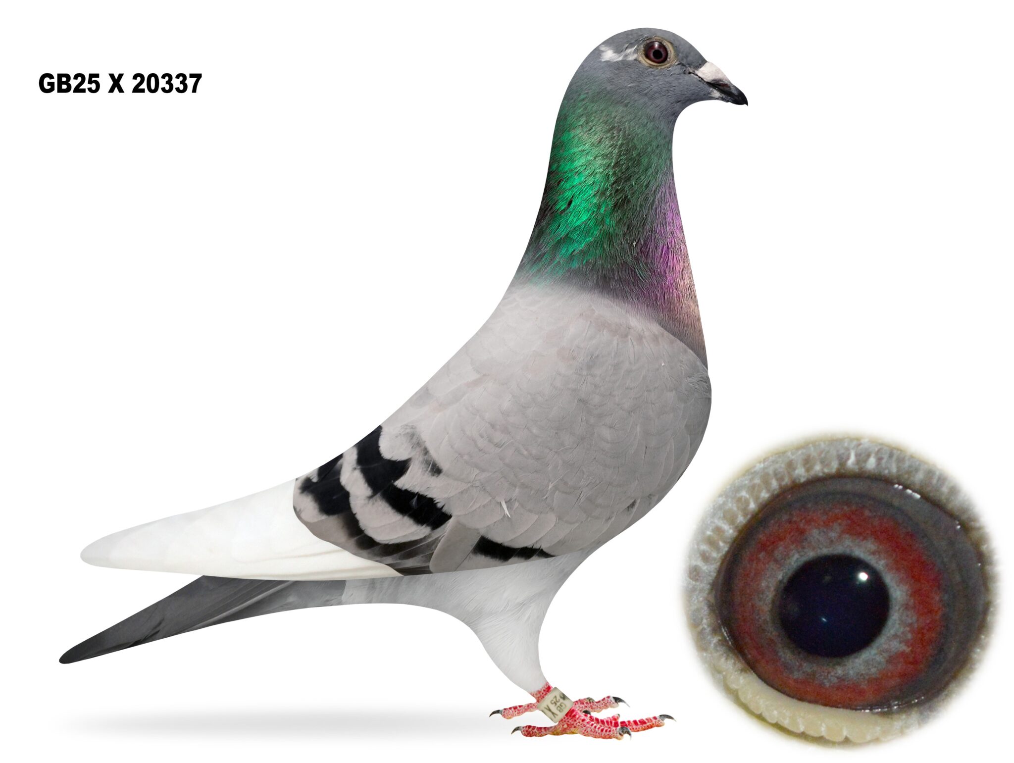 Finished Auctions - SPA Pigeon Auctions