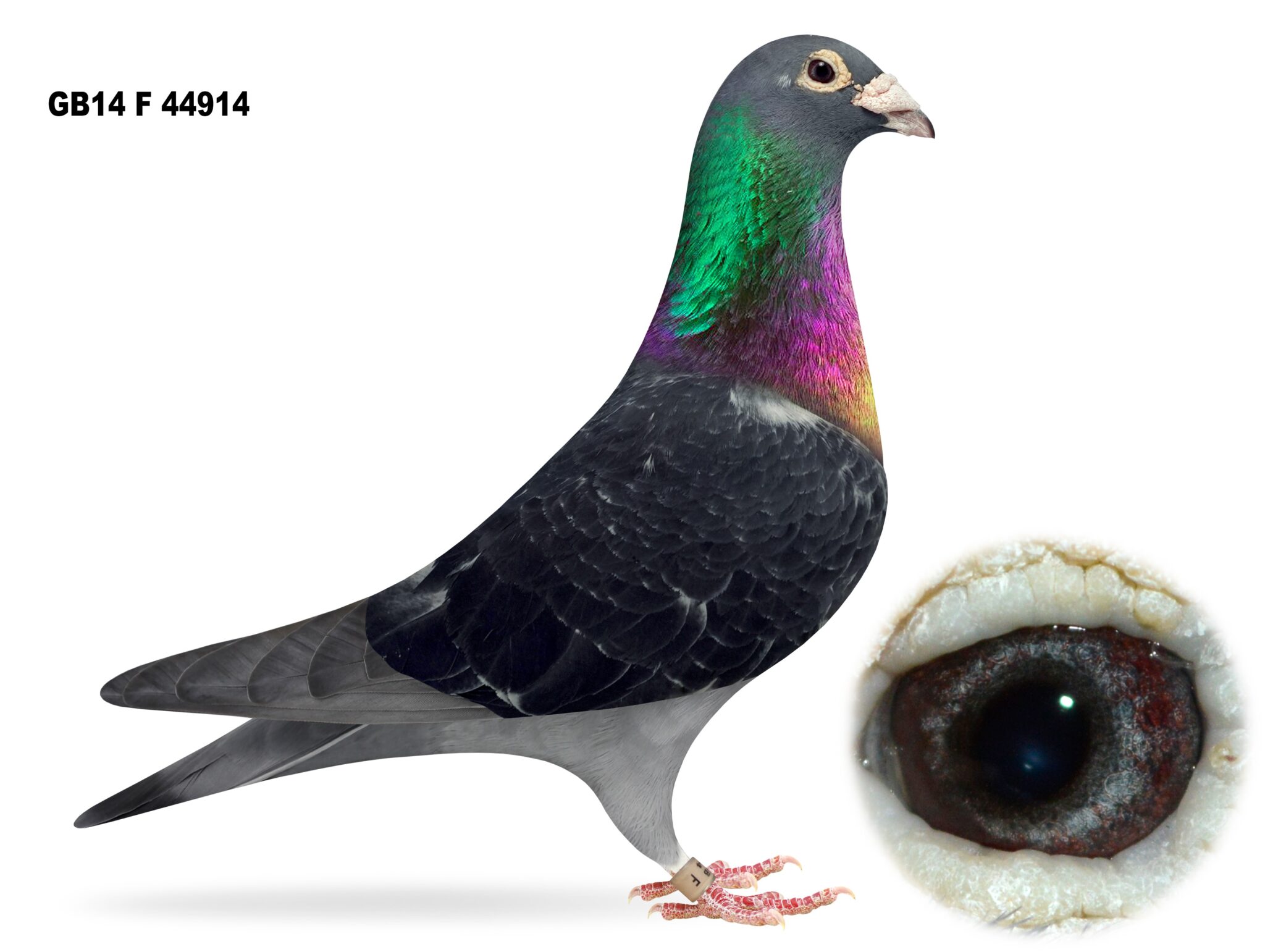 Current Auctions - SPA Pigeon Auctions