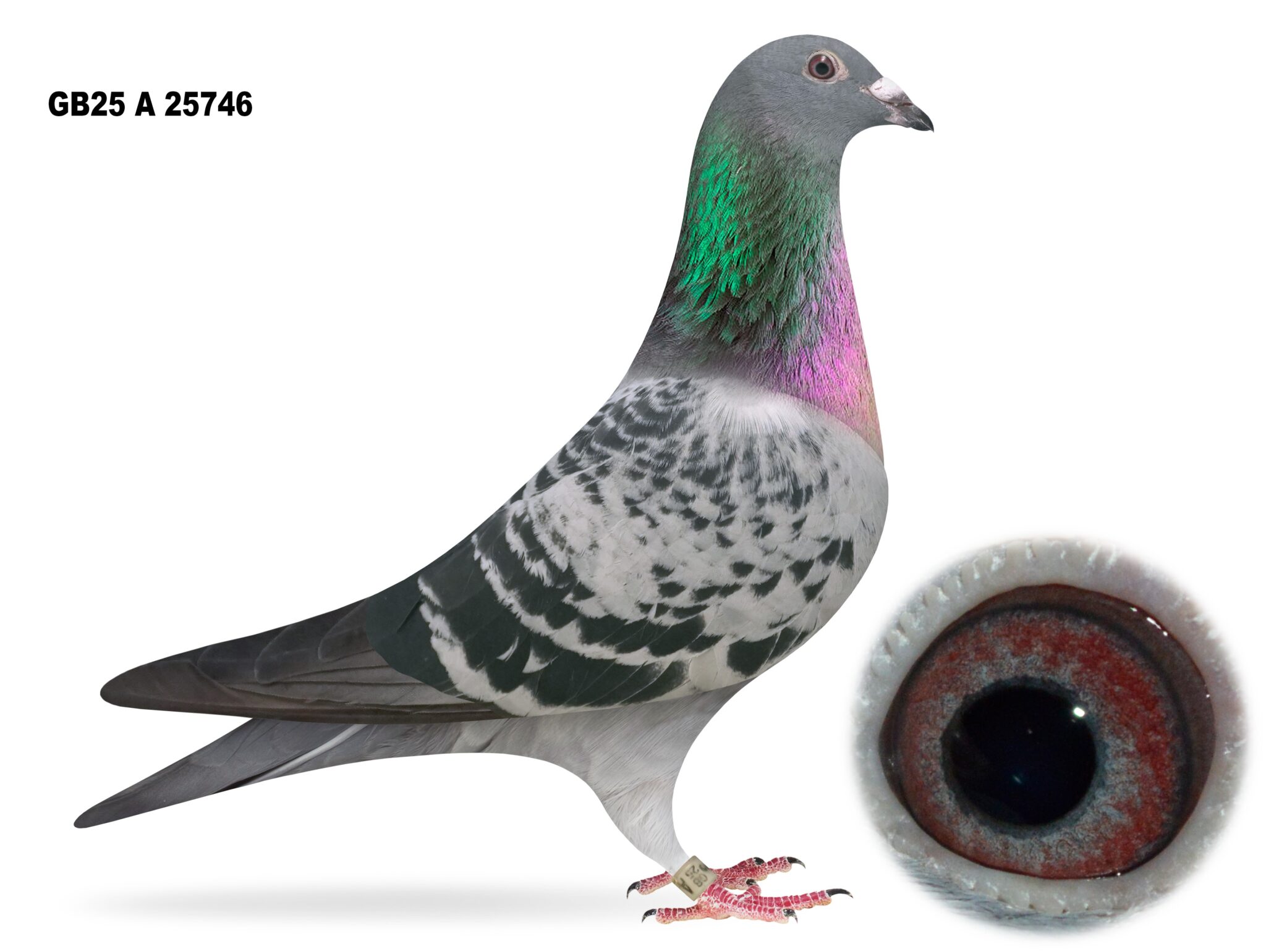 Future Auctions - SPA Pigeon Auctions