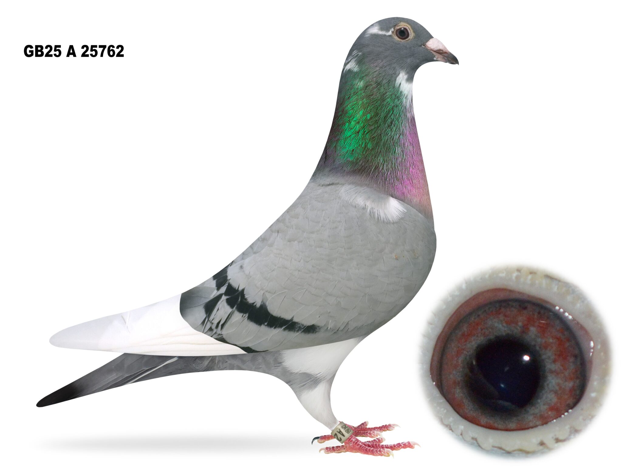 Future Auctions - SPA Pigeon Auctions